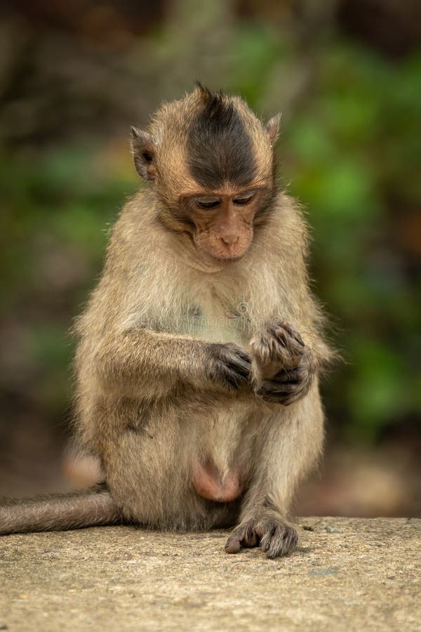 Long-tailed Macaque on Tree with Curled Tail Stock Photo - Image of ...