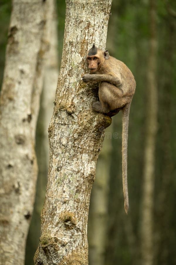 Long-tailed Macaque in Tree with Tail Dangling Stock Image - Image of ...