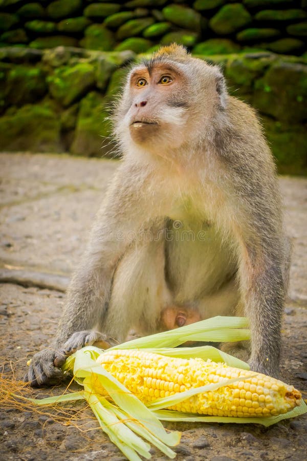 Long-tailed Macaques Macaca Fascicularis in the Ubud Monkey Forest ...
