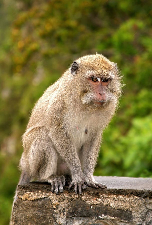 Long-tailed Macaques stock image. Image of borneo, mammal - 16835153