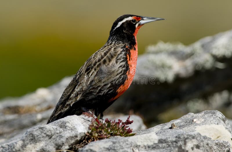 Red Songbird. Long-tailed Meadowlark, Sturnella Loyca Falklandica ...