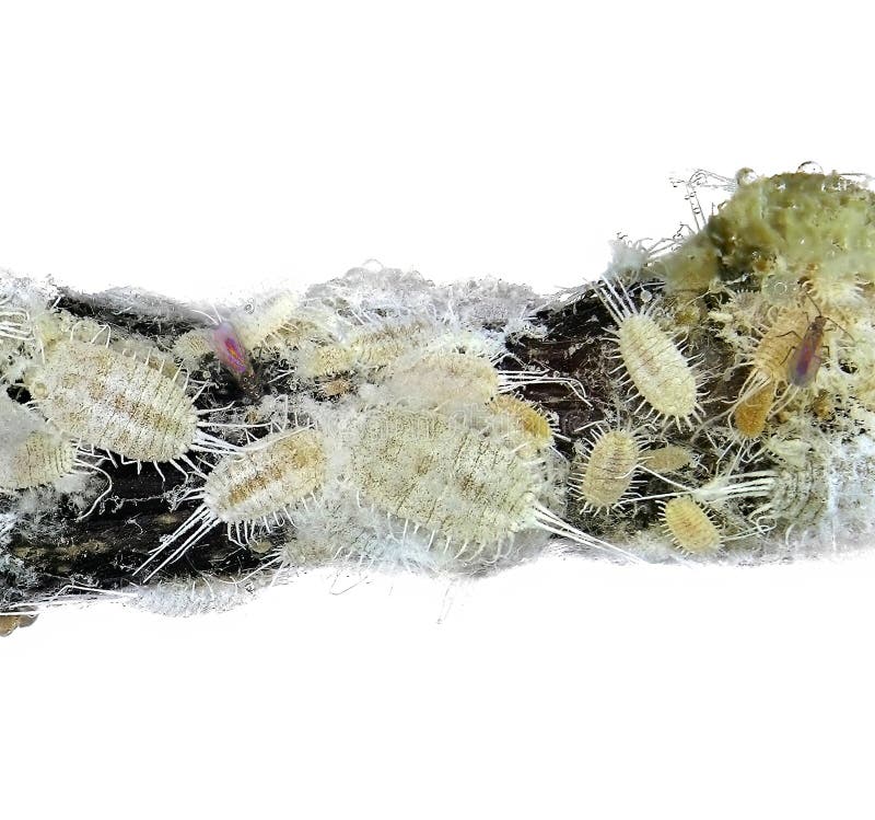 Long-tailed mealybug stock photo. Image of agriculture - 230369194