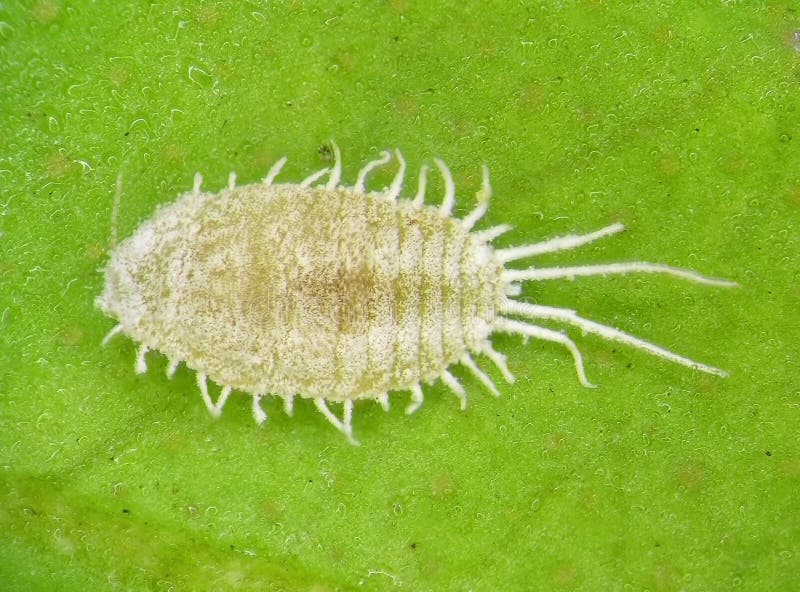 Long-tailed Mealybug, Pseudococcus Longispinus Stock Image - Image of ...