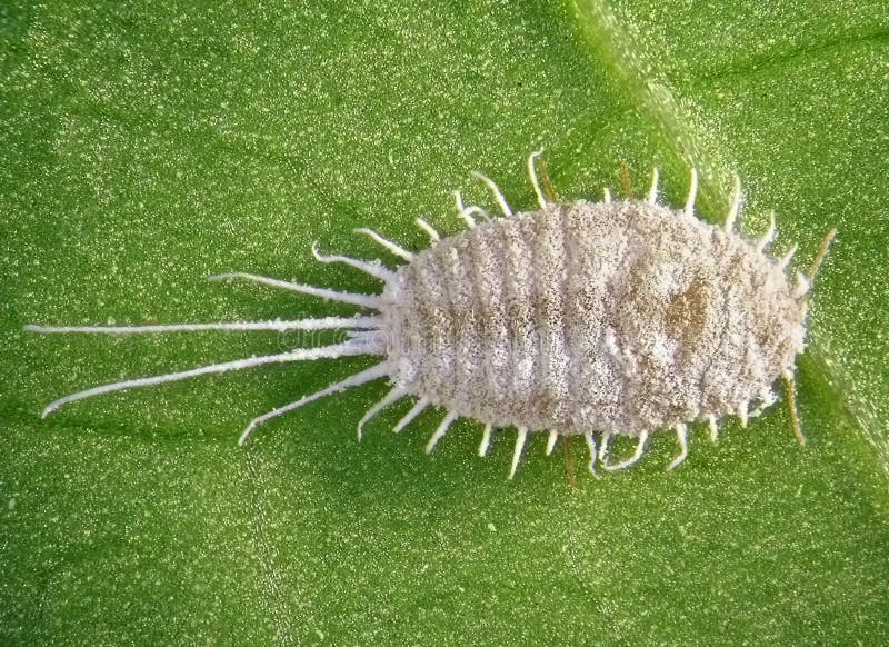 Cotton Mealybug, Phenacoccus Solenopsis Stock Photo - Image of larvae ...