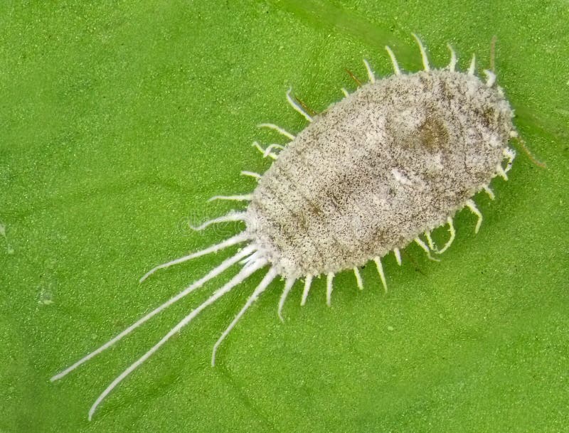 Long-tailed Mealybug, Pseudococcus Longispinus Stock Image - Image of protection, damage: 129369513