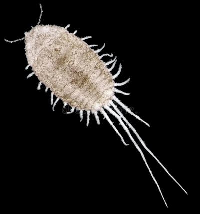Long-tailed Mealybug, Pseudococcus Longispinus Stock Image - Image of ...