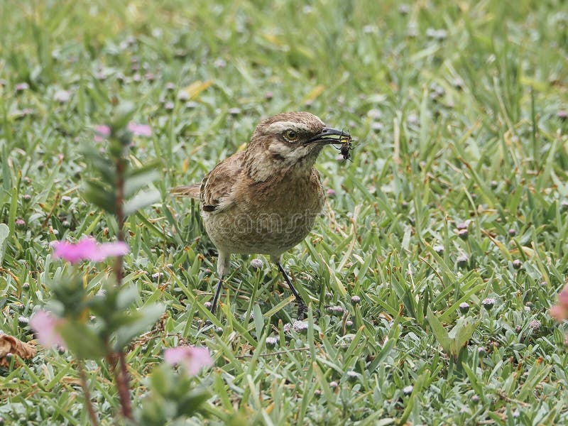 Long Tailed Mockingbird Eating a Wasp Stock Photo - Image of feeding ...