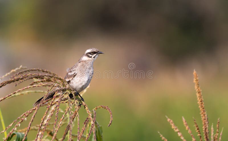 Long tailed mockingbird stock image. Image of gray, omnivore - 123614295