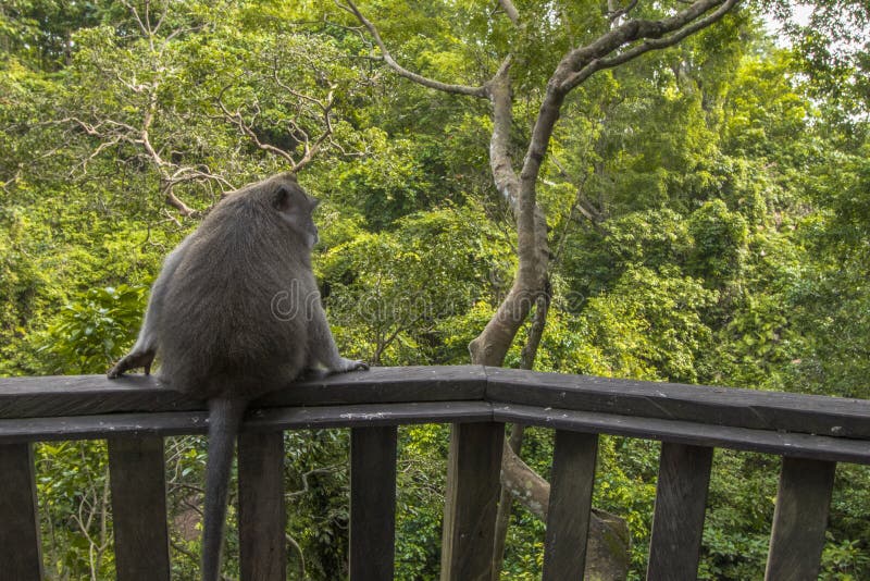 Long-tailed Monkey, Back View, Sitting on a Wooden Fence Stock Image ...