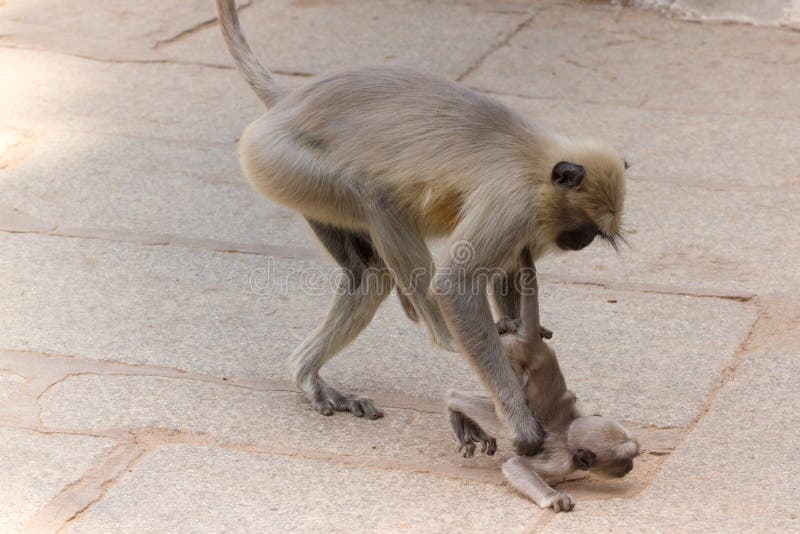 Monkey Beating Stock Photos - Free & Royalty-Free Stock Photos from ...