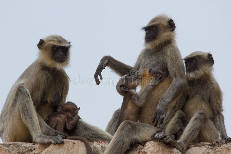 Long-tailed Monkey Family Sitting on the Wall of Stock Image - Image of ...