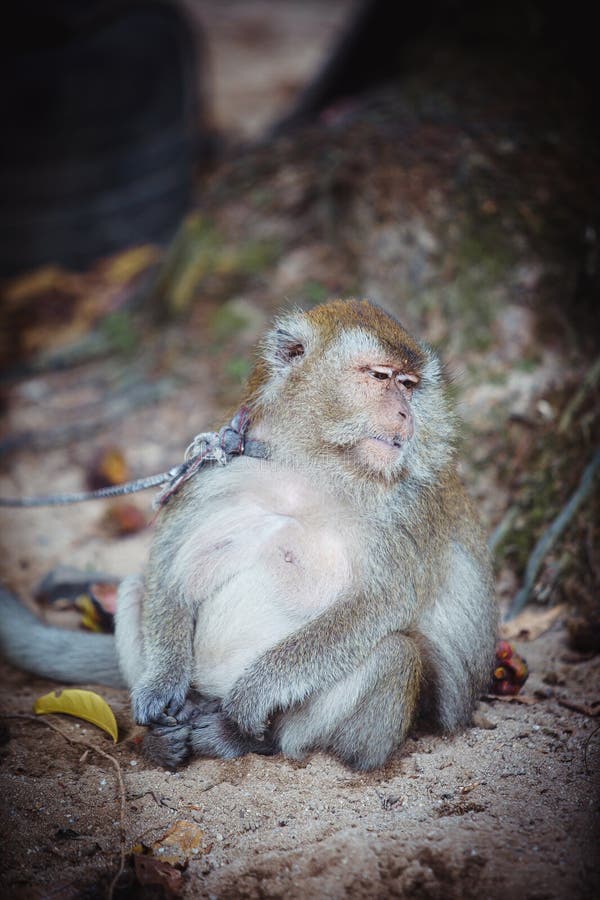 Long-tailed Monkey (Macaca Fascicularis) with a Chain-tied Neck with ...