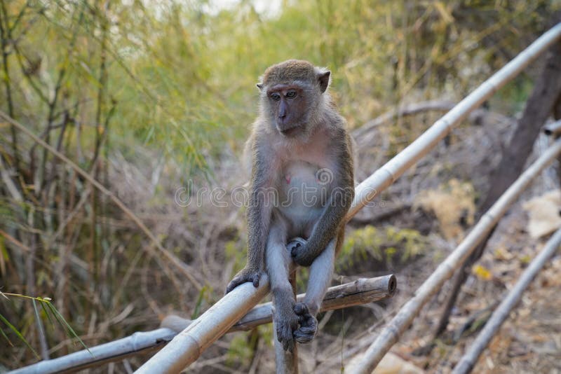 Long-tailed Monkey Macaque in the Forest Stock Image - Image of ...