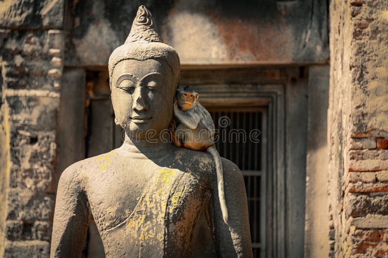 A Long-tailed Monkey on the Shoulder of a Buddha Statue. Stock Image ...