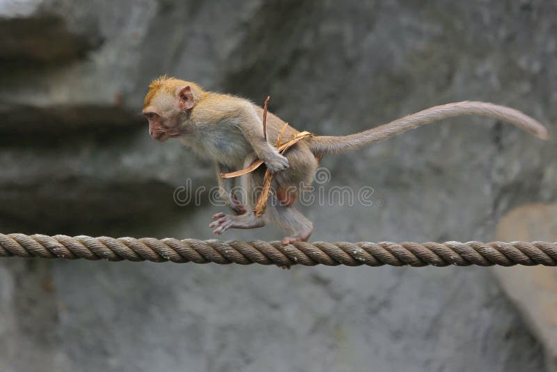 A Long Tailed Monkey is Walking on a Stretch of Rope. Stock Image ...