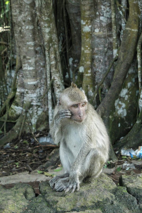 Long-tailed Monkeys Inhabiting the Tidar Botanical Gardens Stock Image ...