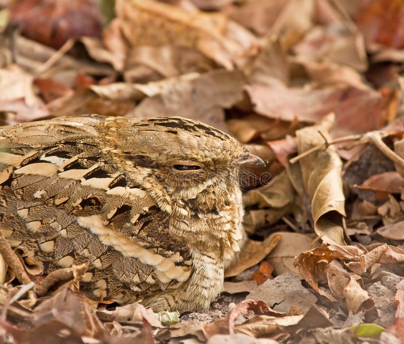 Nightjar stock photo. Image of wing, wood, wings, feathers - 22666776