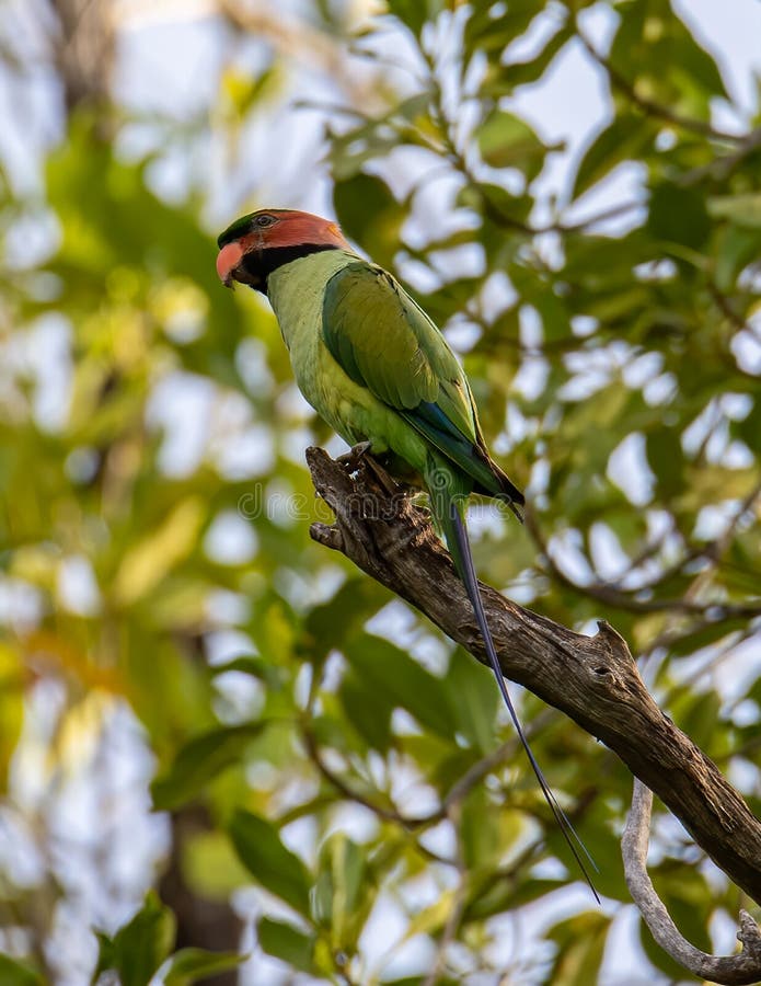 Long-Tailed Parakee Perched on the Tree Branch Stock Photo - Image of ...