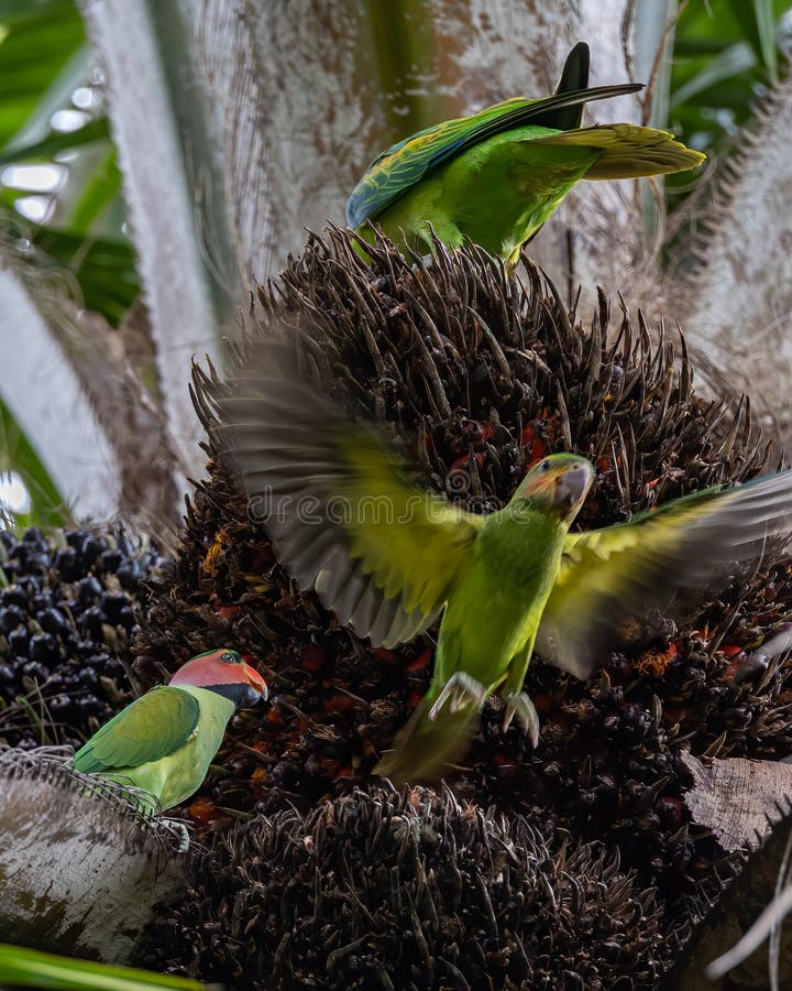 Long-Tailed Parakee Perched on the Tree Branch Stock Photo - Image of ...