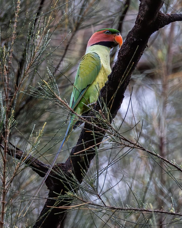 Long-Tailed Parakee Perched on the Tree Branch Stock Photo - Image of ...