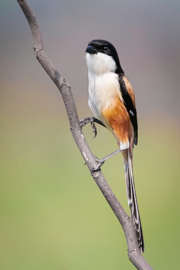 Long Tailed Shrike Bird into the Nature Stock Photo - Image of long ...