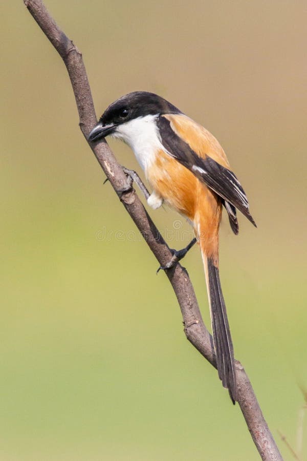 Long Tailed Shrike Bird into the Nature Stock Photo - Image of flower ...