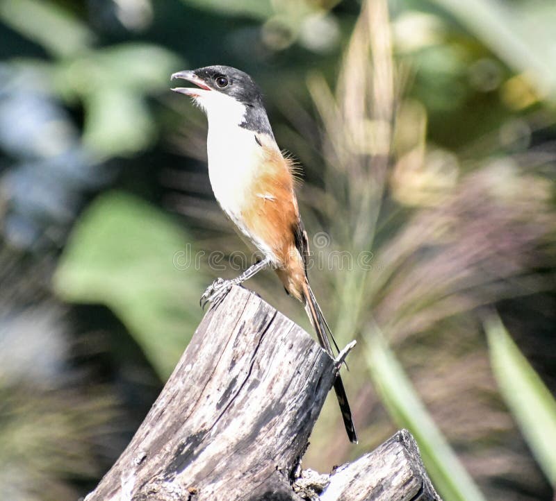 Long-tailed Shrike - Indian Birds Stock Photo - Image of tailed ...