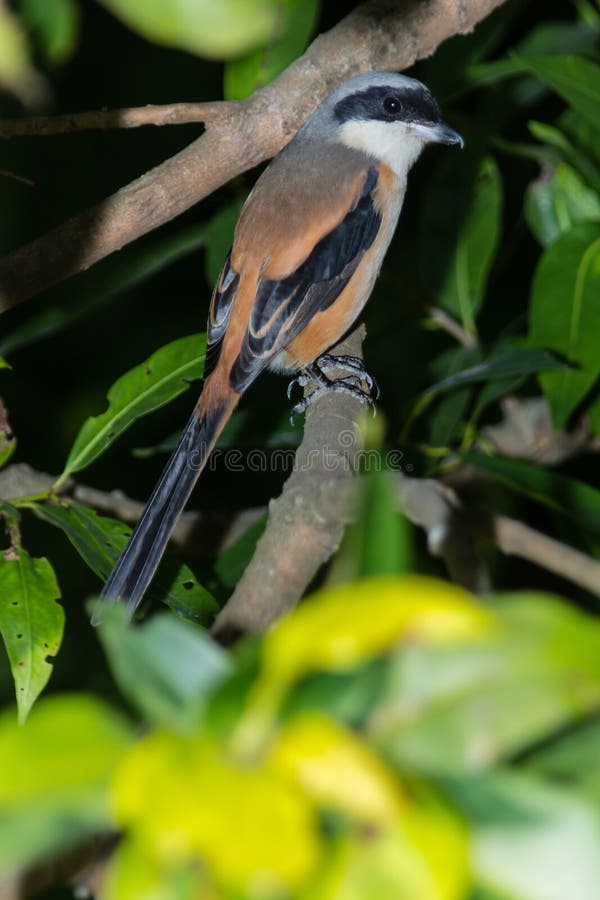 Long Tailed Shrike or Rufous Backed Shrike Stock Image - Image of ...