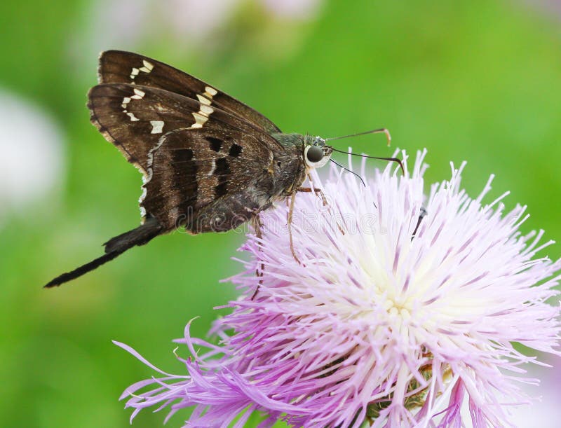 Long Tailed Skipper stock image. Image of side, flower - 29883729