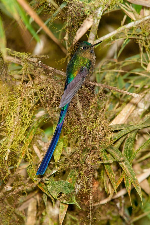 Long-tailed Sylph, Hummingbird In Ecuador Stock Photo - Image of ...