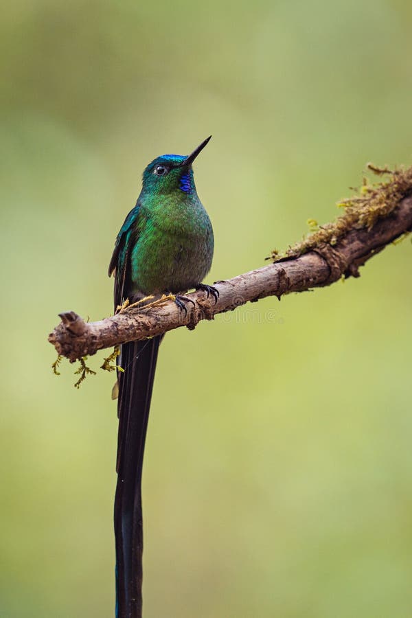 Long-tailed Sylph Perched on a Tree Branch Stock Photo - Image of ...
