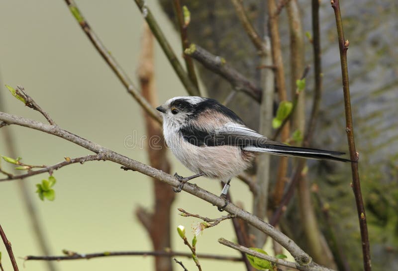 Long Tailed Tit stock photo. Image of wild, white, black - 30374698