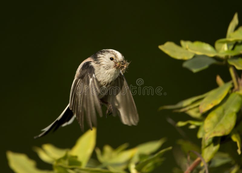 145 Long Tailed Tit Bounding Flight Stock Photos - Free & Royalty-Free ...