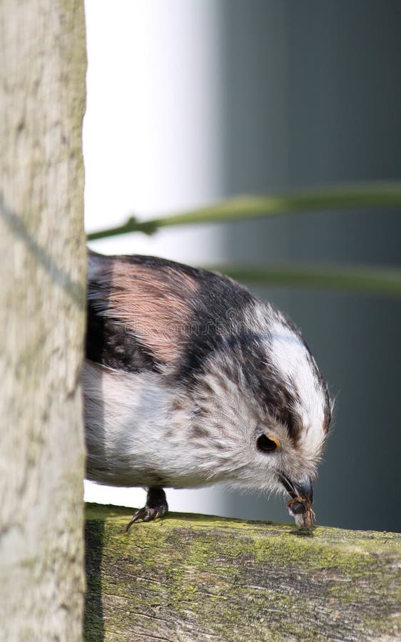 Long-tailed Tit Aegithalos Caudatus Stock Photo - Image of feeding ...