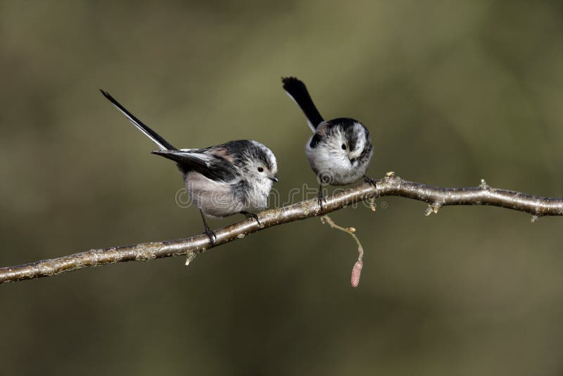 Long-tailed Tit, Aegithalos Caudatus Stock Image - Image of british ...