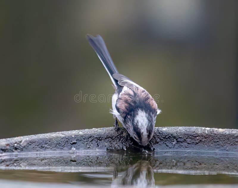Long-tailed Tit Bird Drinking Water Stock Image - Image of feathers ...