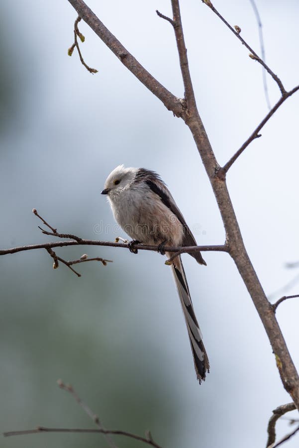 Long tailed tit bird stock image. Image of aegithaloscaudatus - 118567105