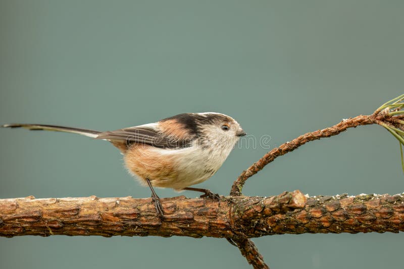 Long -tailed tit stock photo. Image of colours, songbirds - 265268958