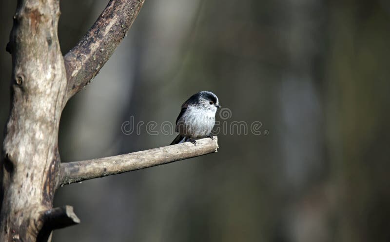 A Long Tailed Tit Perched on a Log Stock Image - Image of common ...