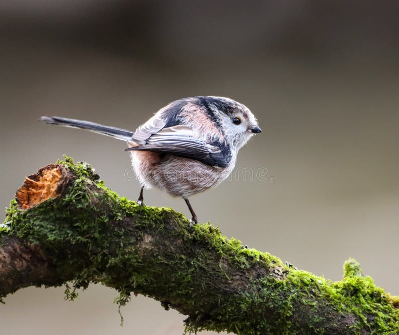 Long-tailed Tit Perched on a Mossy Tree Branch. Stock Photo - Image of ...