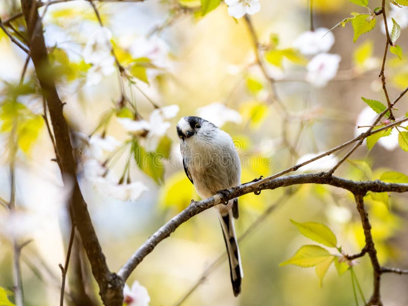 Long-tailed Tit Perched on a Tree Branch Stock Image - Image of nature ...