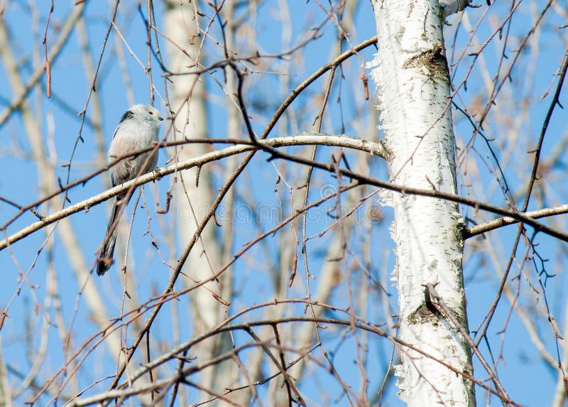 Long-tailed Tit Sits on a Birch Branch in Spring Stock Photo - Image of ...