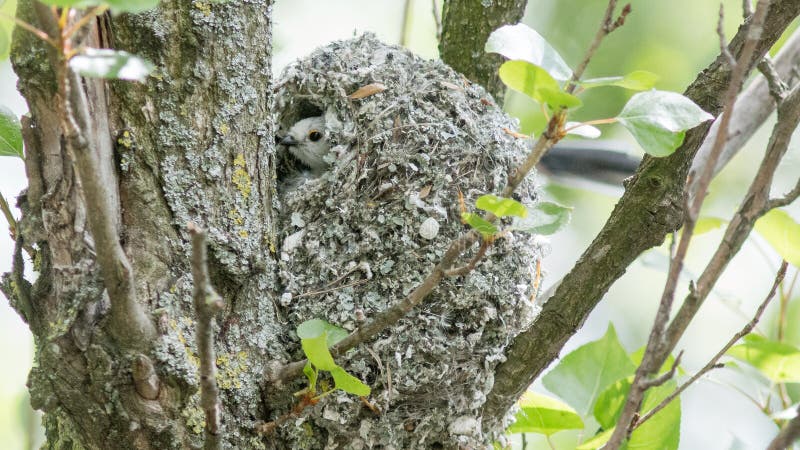 A Long-tailed Tit Sits in Its Nest in the Spring, Hatching Its Chicks ...