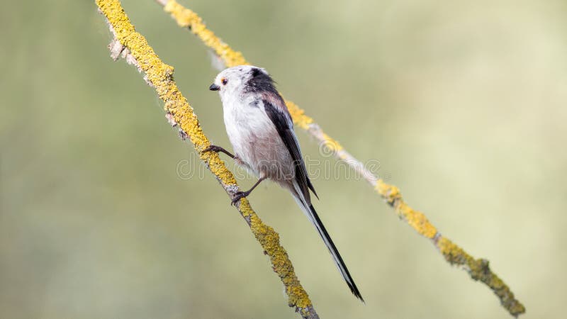 Long-tailed Tit Sits on a Tree Branch in Spring Stock Image - Image of ...