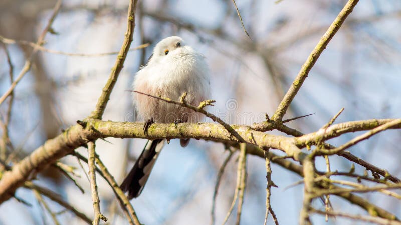 Long-tailed Tit Sits on a Tree Branch in Spring Stock Photo - Image of ...