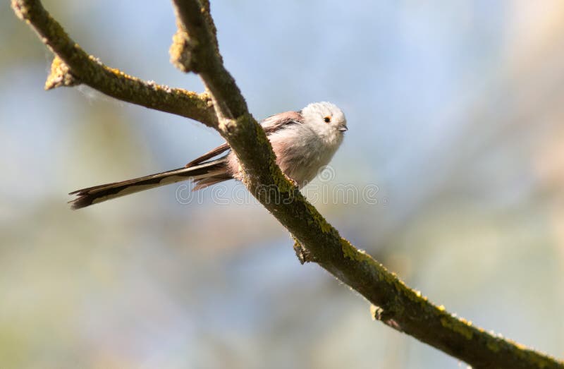 Long-tailed Tit Sits on a Tree Branch in Spring Stock Image - Image of ...