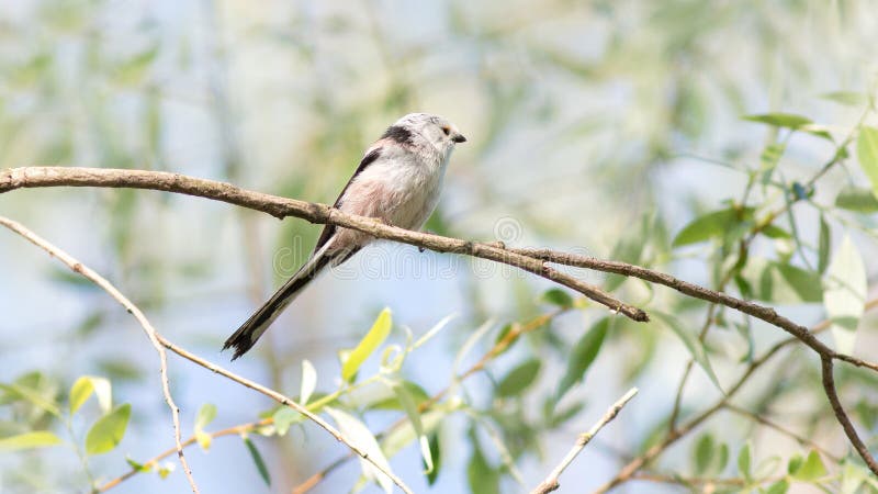 Long-tailed Tit Sits on a Tree Branch in Spring Stock Photo - Image of ...