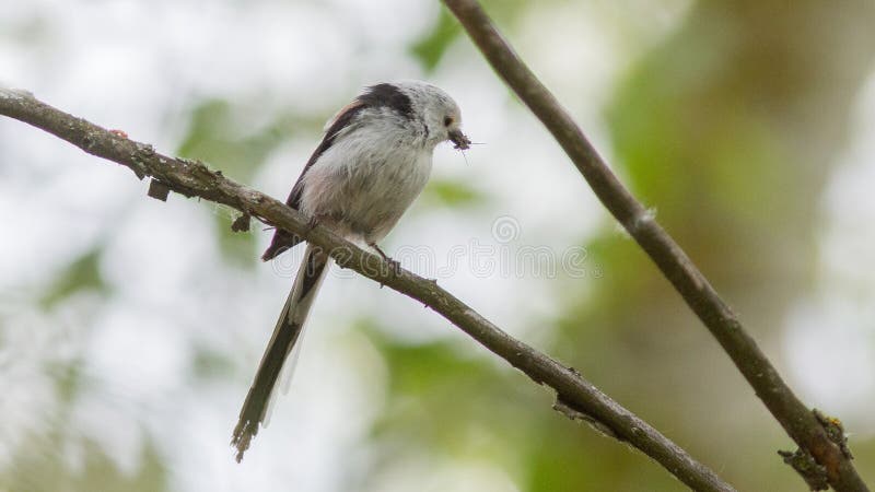 Long-tailed Tit Sits on a Tree Branch in Spring Stock Image - Image of ...