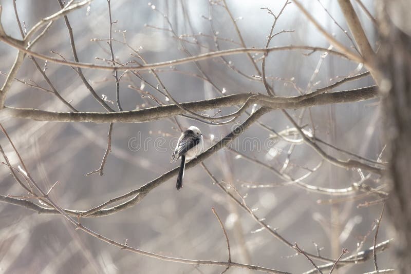 Long-tailed Tit Sits on a Tree Branch in Spring Stock Photo - Image of ...
