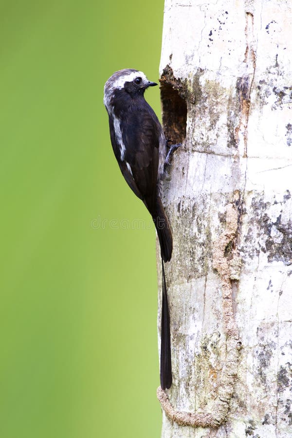 Long-tailed Tyrant 840175 stock image. Image of family - 169339591